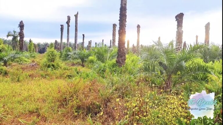 Kenali Apa itu Peremajaan (Replanting) Kelapa Sawit Beserta Tahapannya