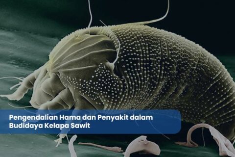 Pengendalian Hama dan Penyakit dalam Budidaya Kelapa Sawit | Arvis